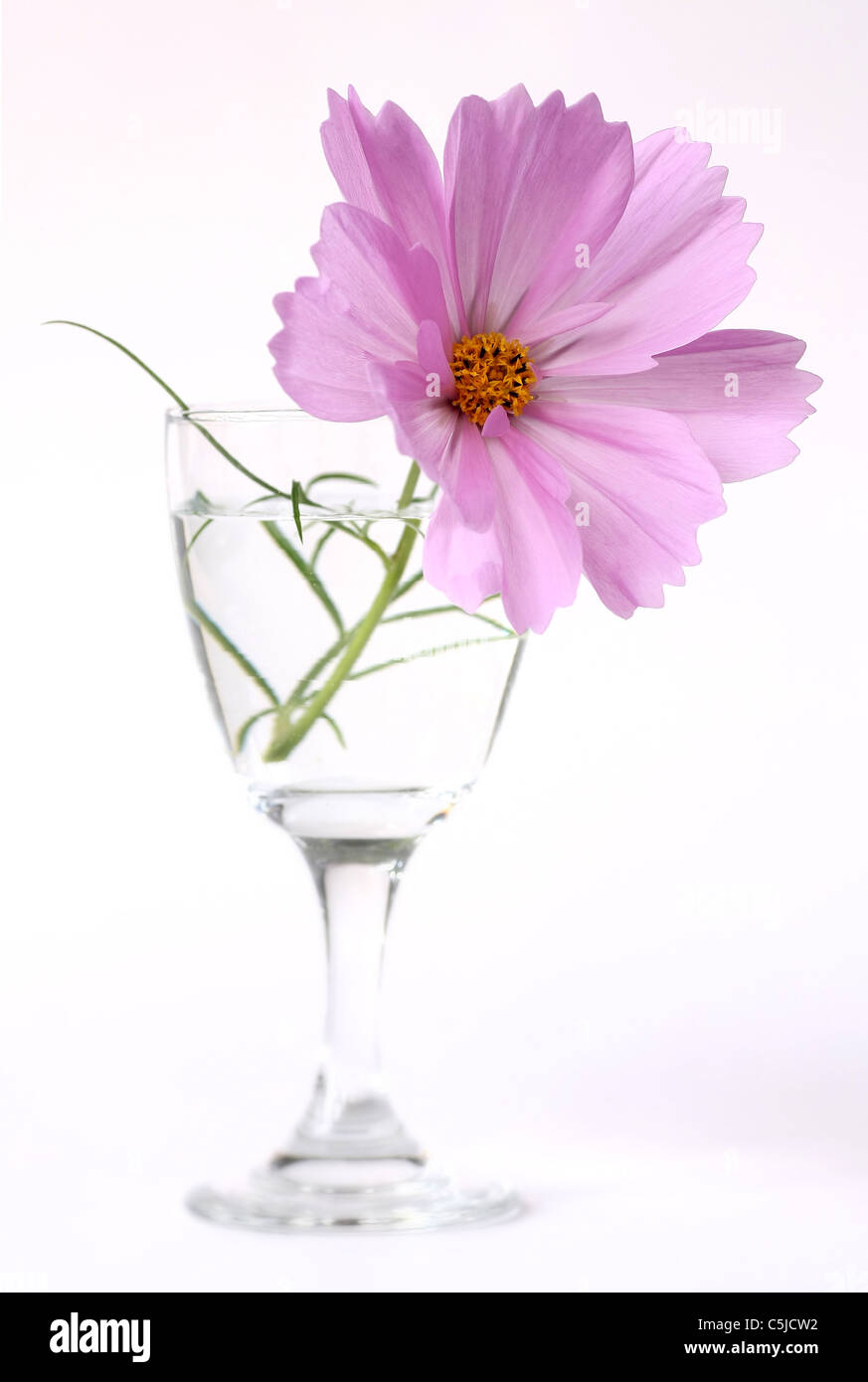 Pink cosmos daisy hi-res stock photography and images - Alamy