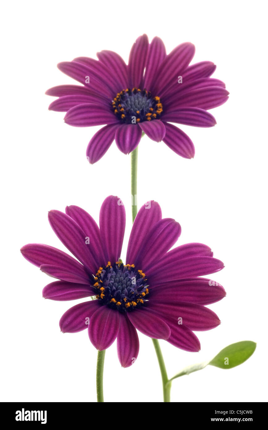 beautiful colorful flower Stock Photo - Alamy