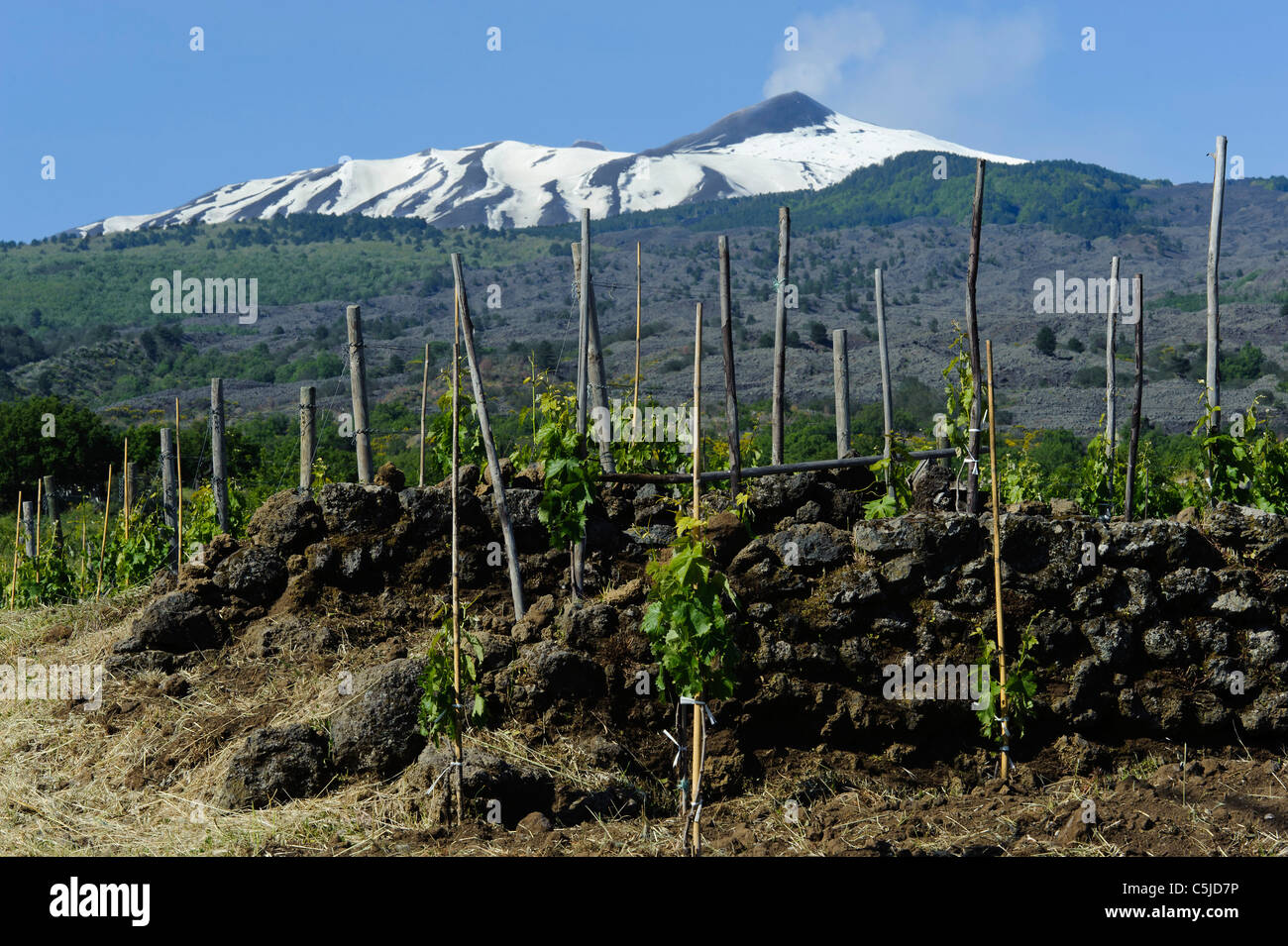 vineyard at Mount Etna, Sicily, Italy Stock Photo - Alamy