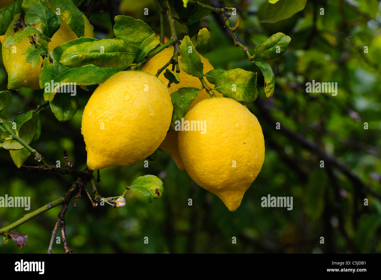 Lemon trees italy hi-res stock photography and images - Alamy
