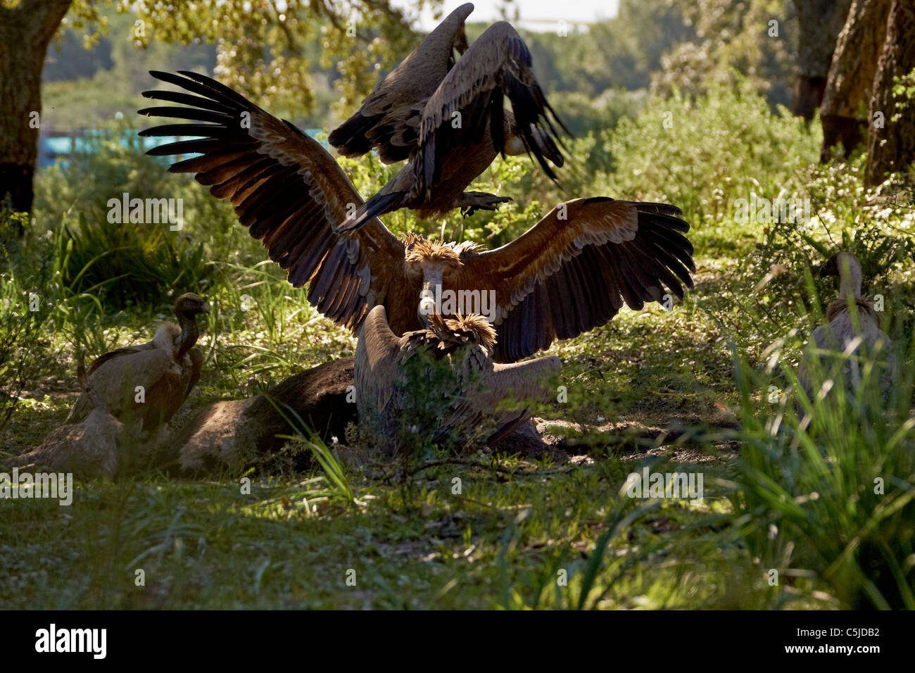 Vulture with cadaver hi-res stock photography and images - Alamy