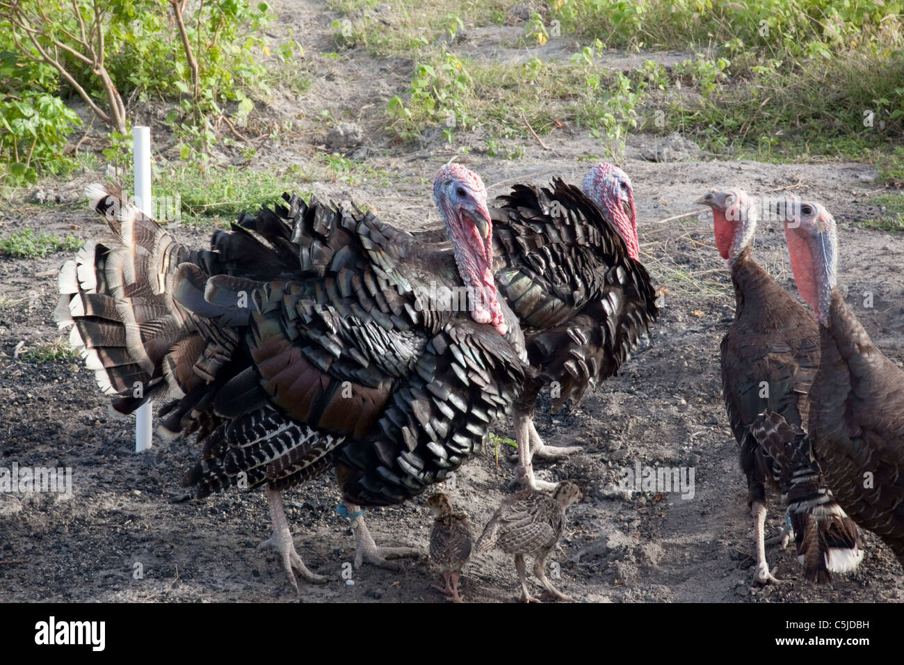 Turkeys in a yard Stock Photo - Alamy