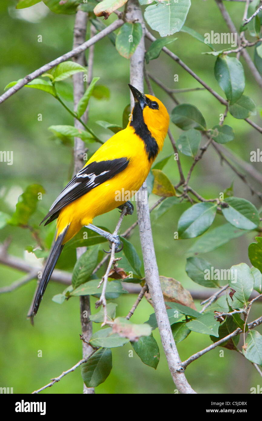 Yellow Breasted Trupial Stock Photo - Alamy