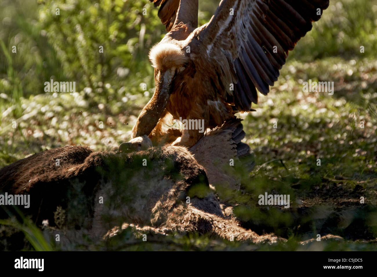 Vulture Fight High Resolution Stock Photography and Images - Alamy