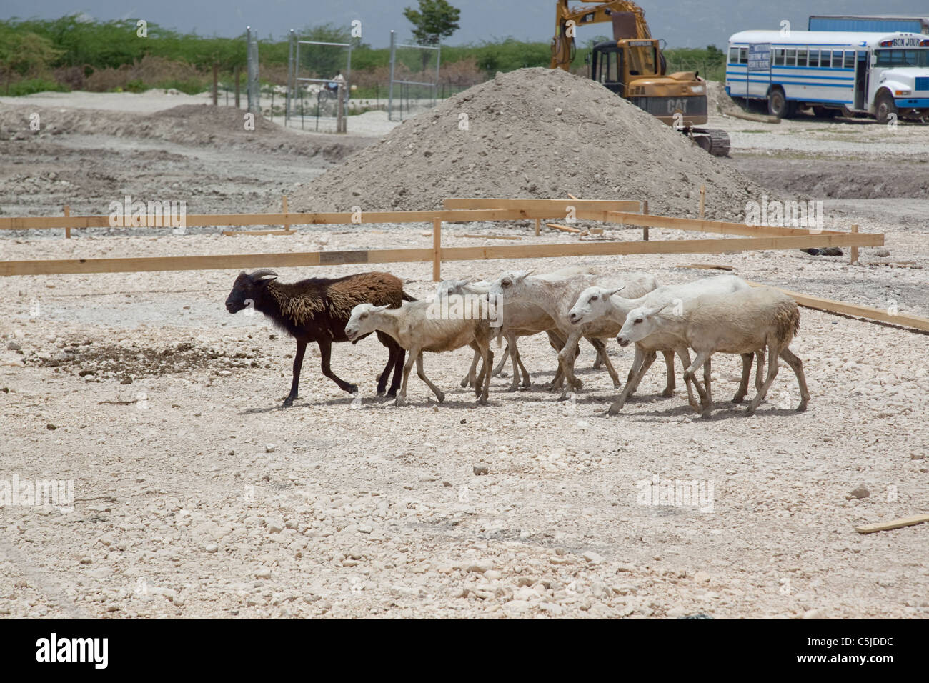 Small band of sheep, being lead by a goat, crossing a construction site ...
