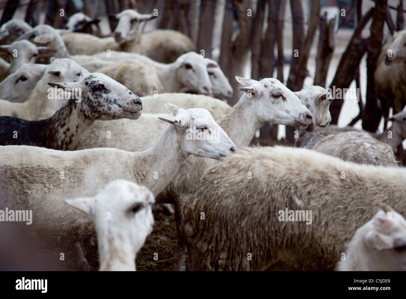 Flock of sheep in a stick pen Stock Photo - Alamy