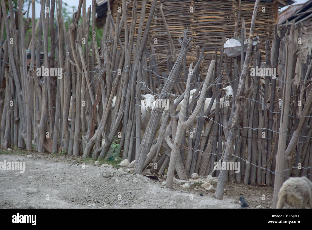 Flock of sheep in a stick pen Stock Photo - Alamy