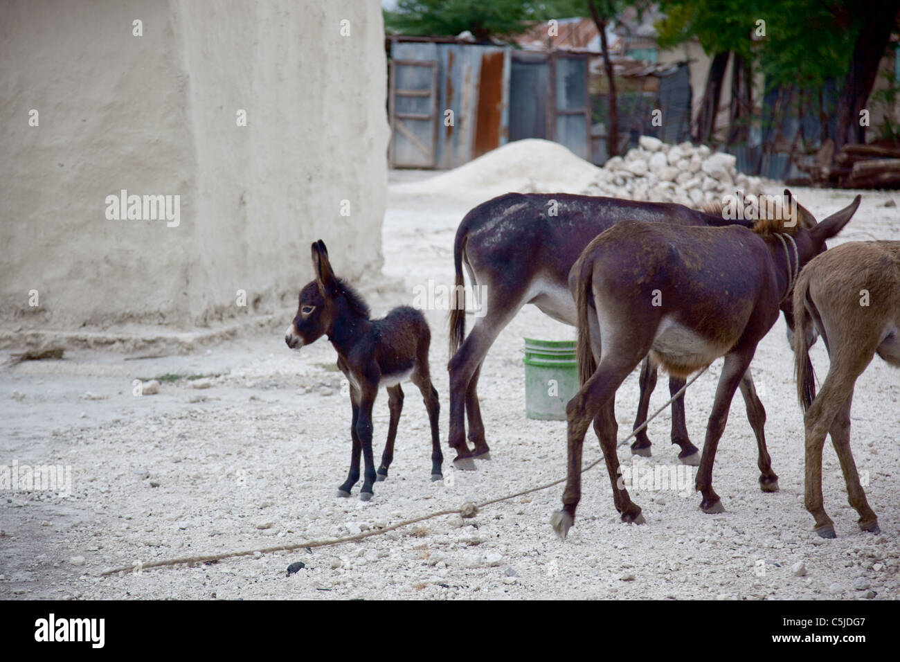 Foal courtyard hi-res stock photography and images - Alamy
