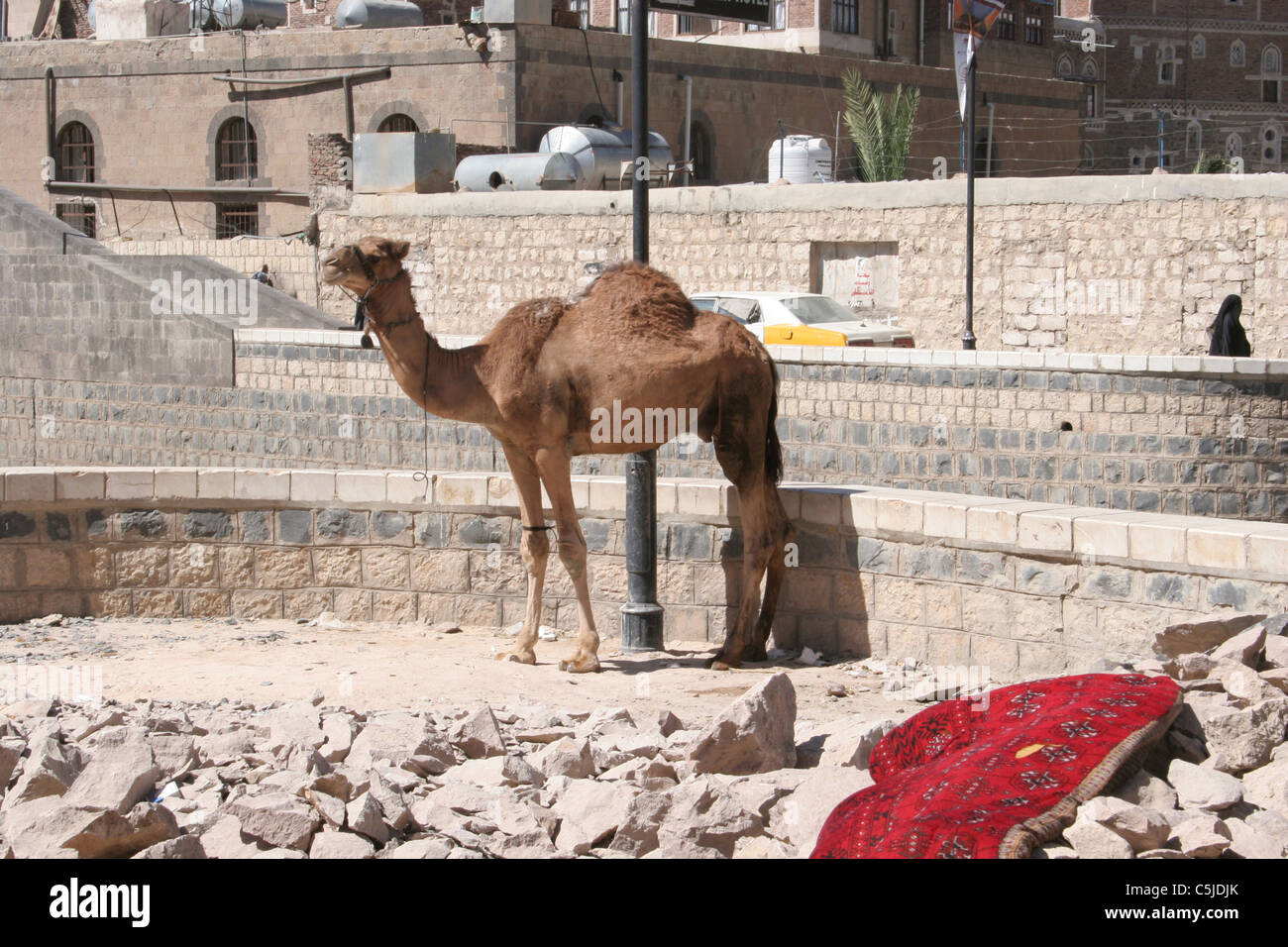 Camel tied to a light pole in downtown Sanaa, Yemen Stock Photo - Alamy
