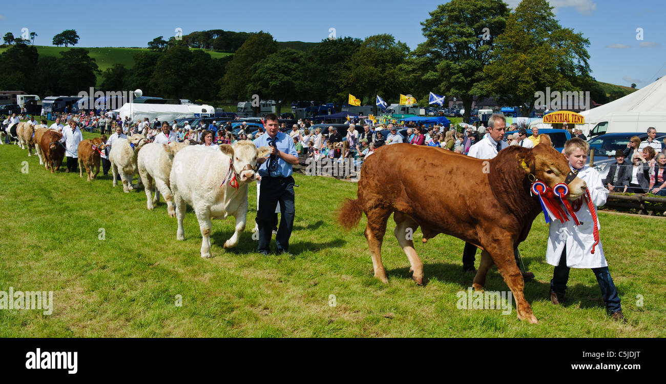 Cattle parade hi-res stock photography and images - Alamy
