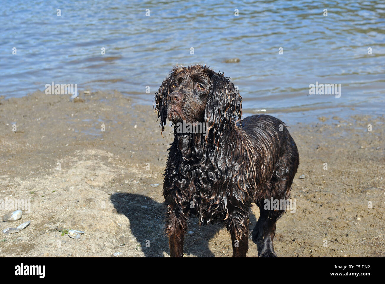 The water spaniel hi-res stock photography and images - Alamy