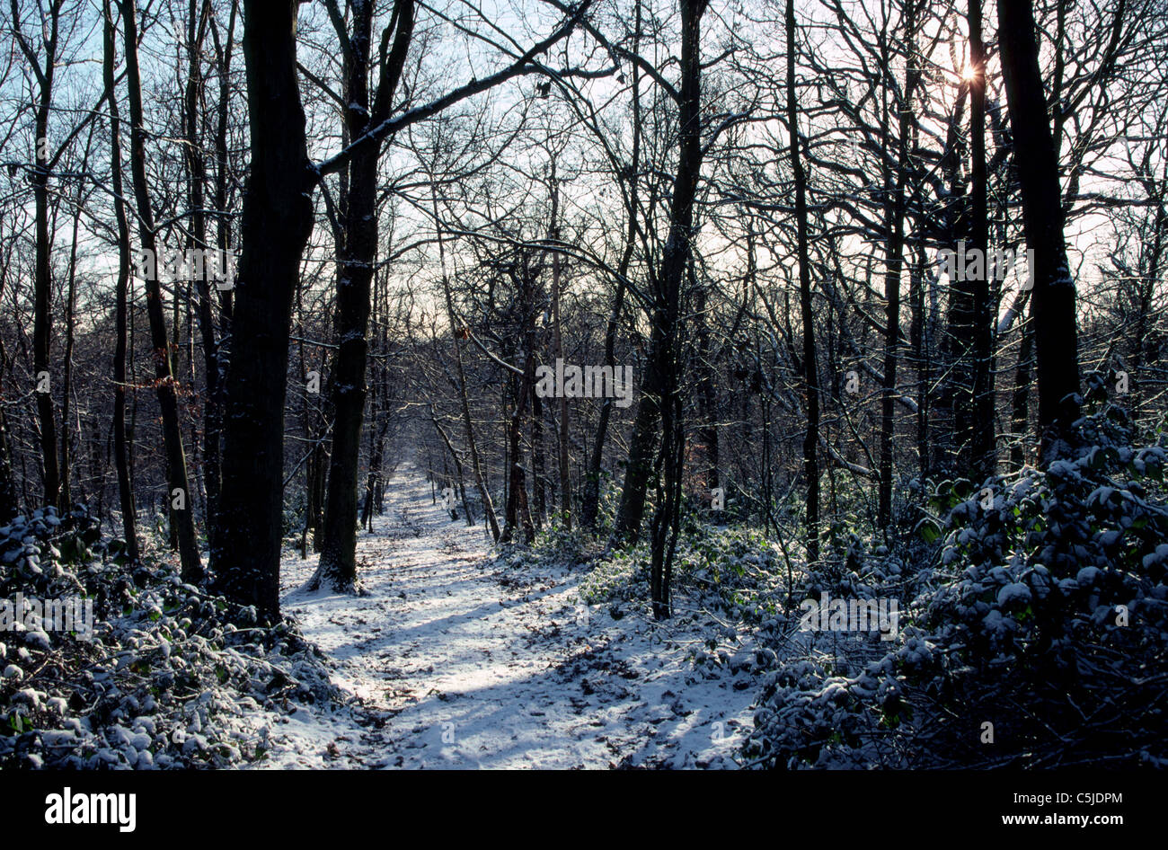 Forest in SNow Stock Photo - Alamy