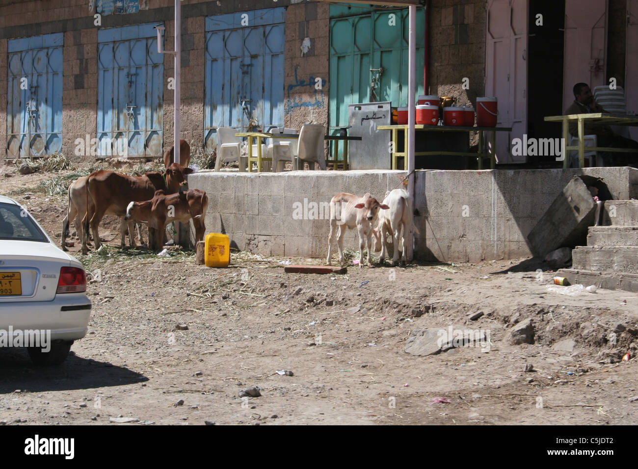 Calves standing outside a butcher shop in Yemen Stock Photo - Alamy