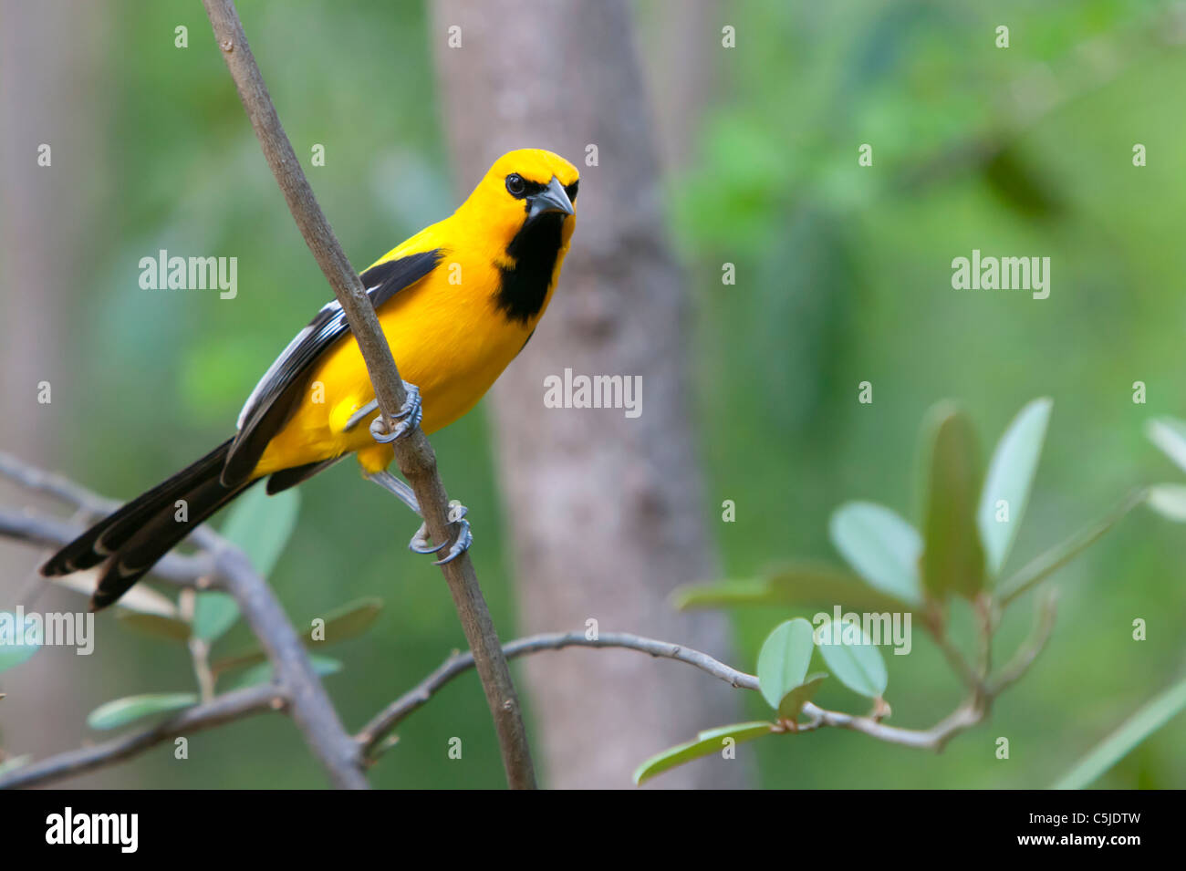 Yellow breasted Trupial, Curacao Stock Photo - Alamy
