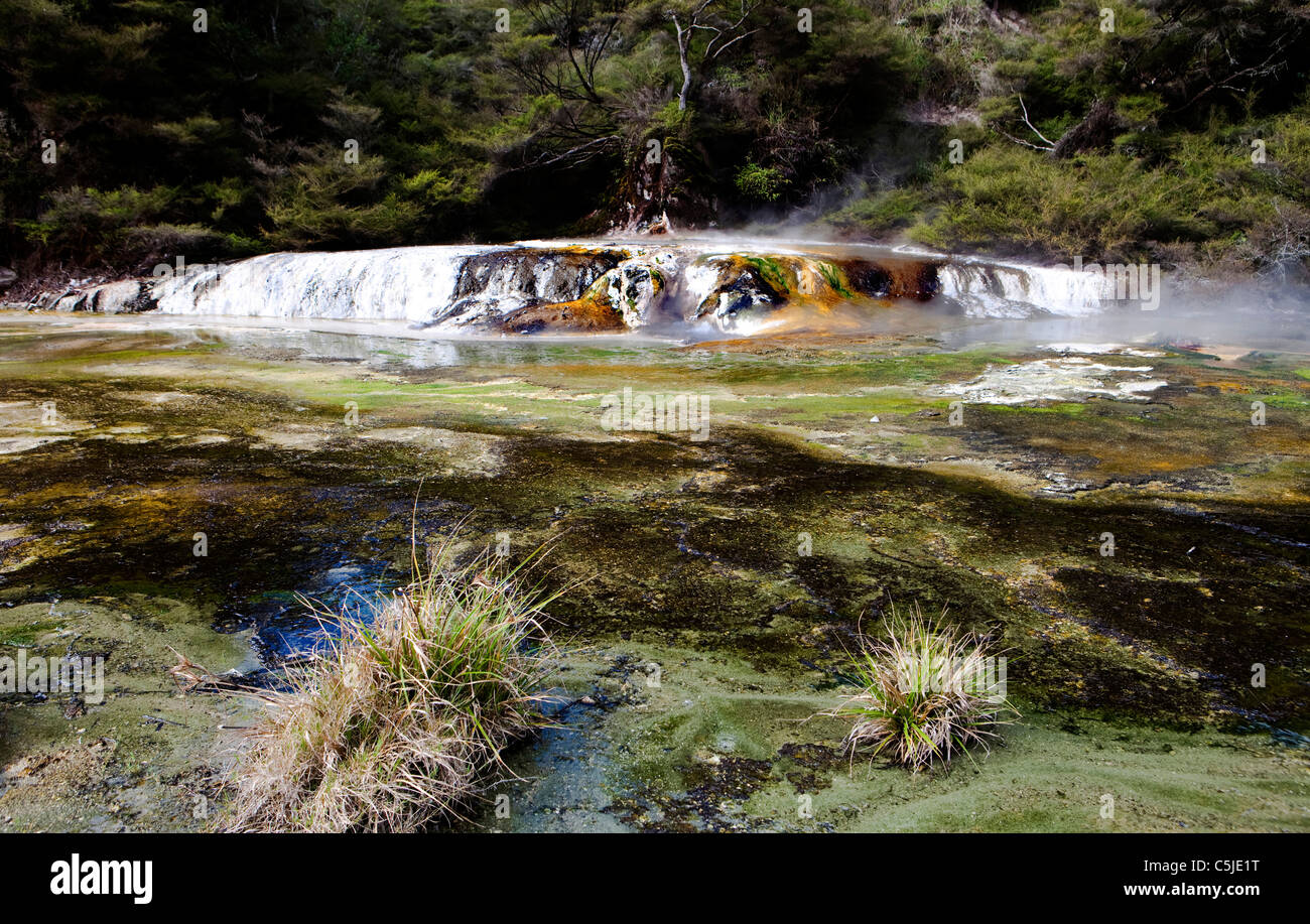 Warbrick Terrace, Waimangu Volcanic Valley, Rotorua, North Island, New ...
