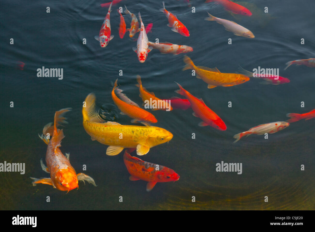 Many fish swimming variety hi-res stock photography and images - Alamy