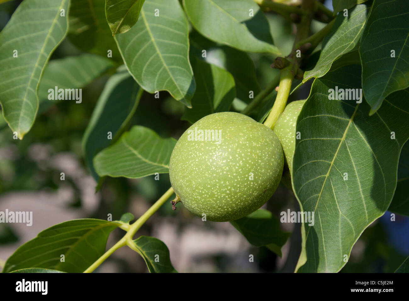 Young green walnuts hi-res stock photography and images - Alamy