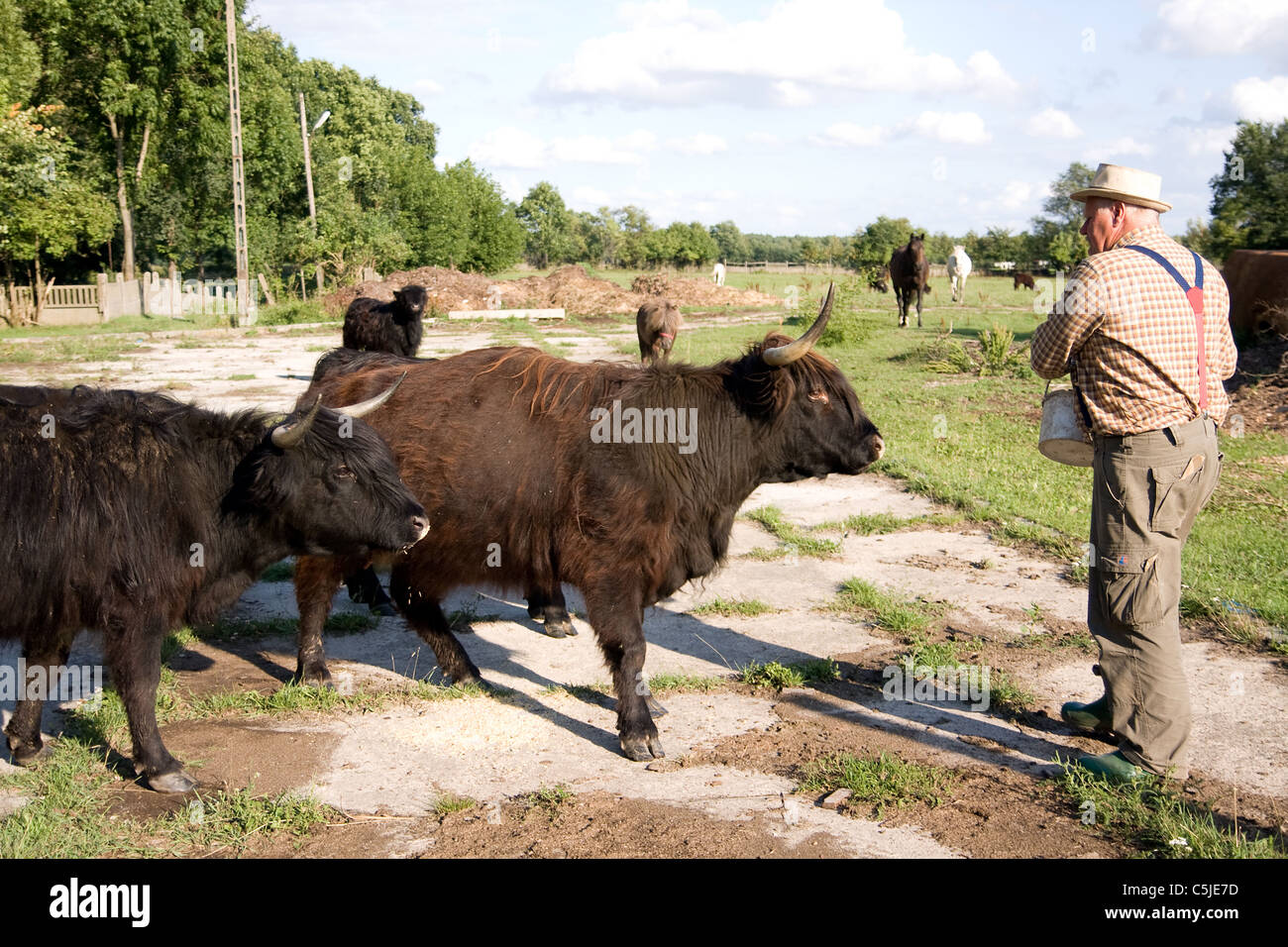 man feeding cows on his farm Stock Photo - Alamy