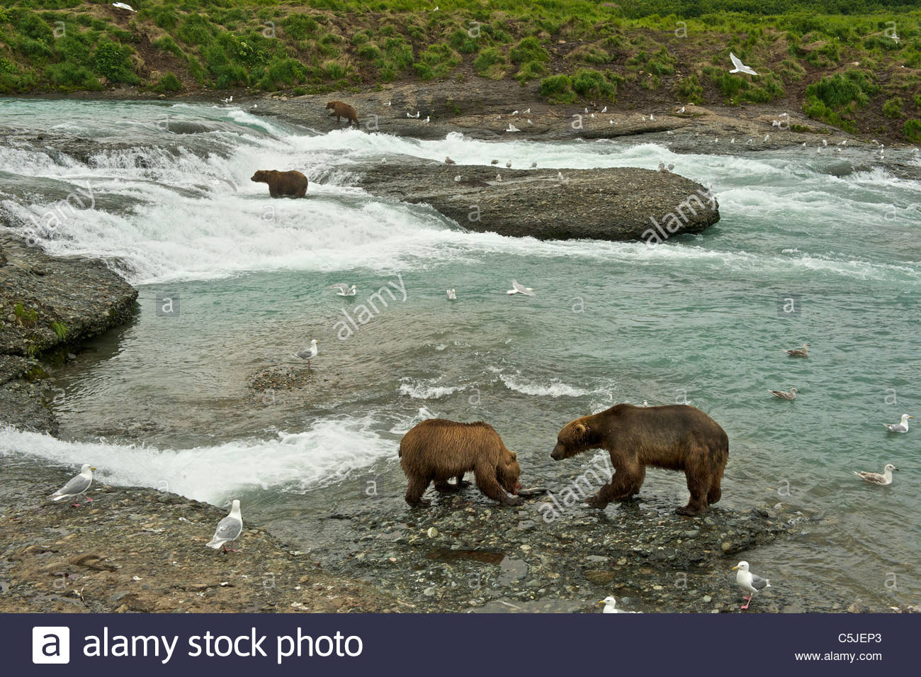 Mcneil River Stock Photos & Mcneil River Stock Images - Alamy