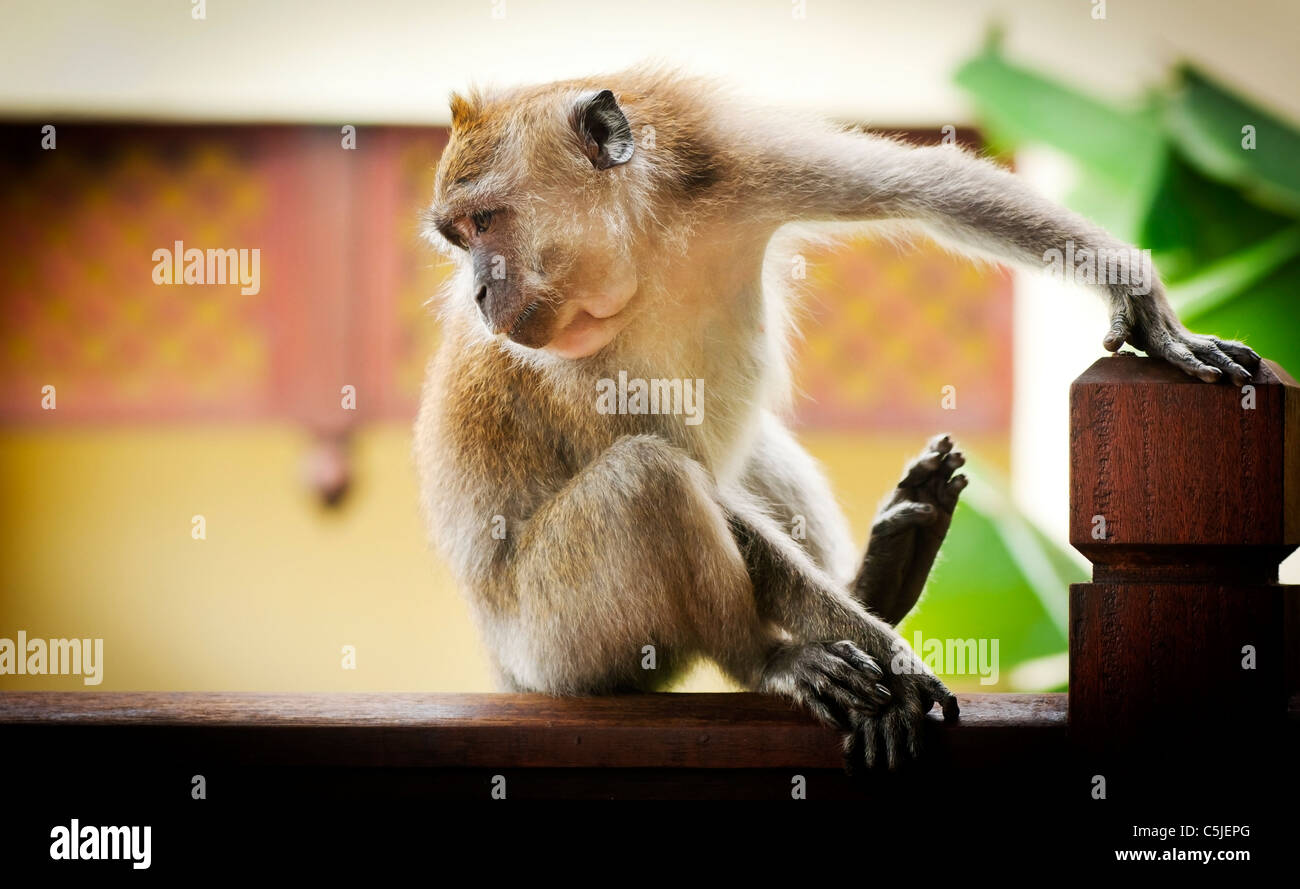 Long hair monkey hi-res stock photography and images - Alamy