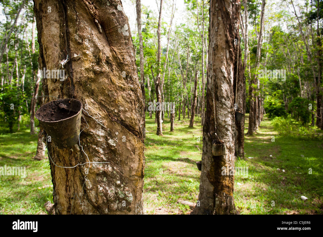 Rows of rubber trees being tapped in a plantation Stock Photo - Alamy