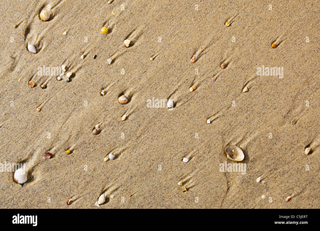 Patterns of shells hi-res stock photography and images - Alamy
