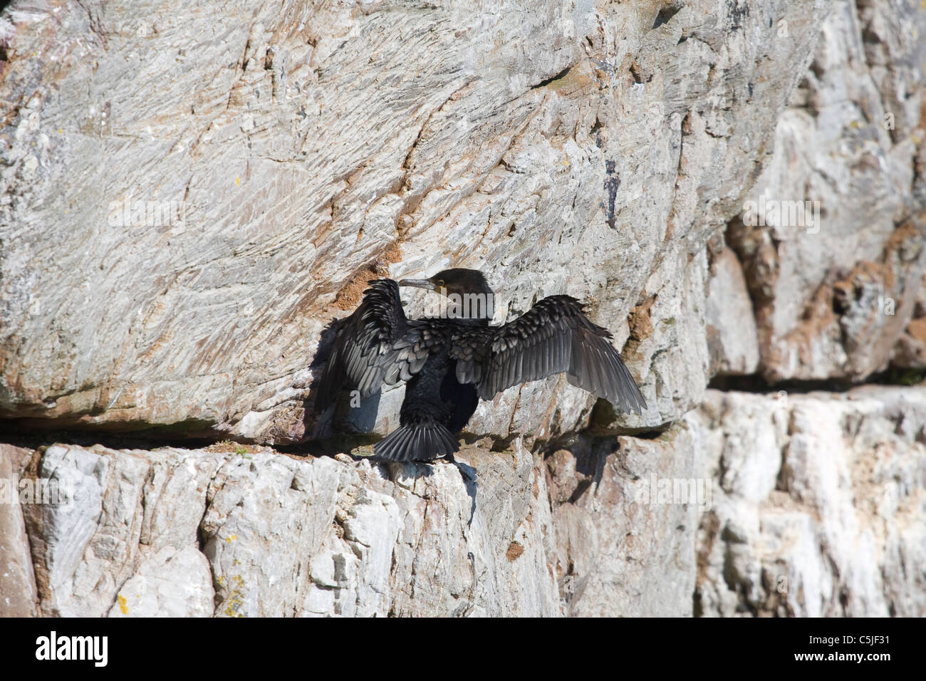 Cormoran hi-res stock photography and images - Alamy