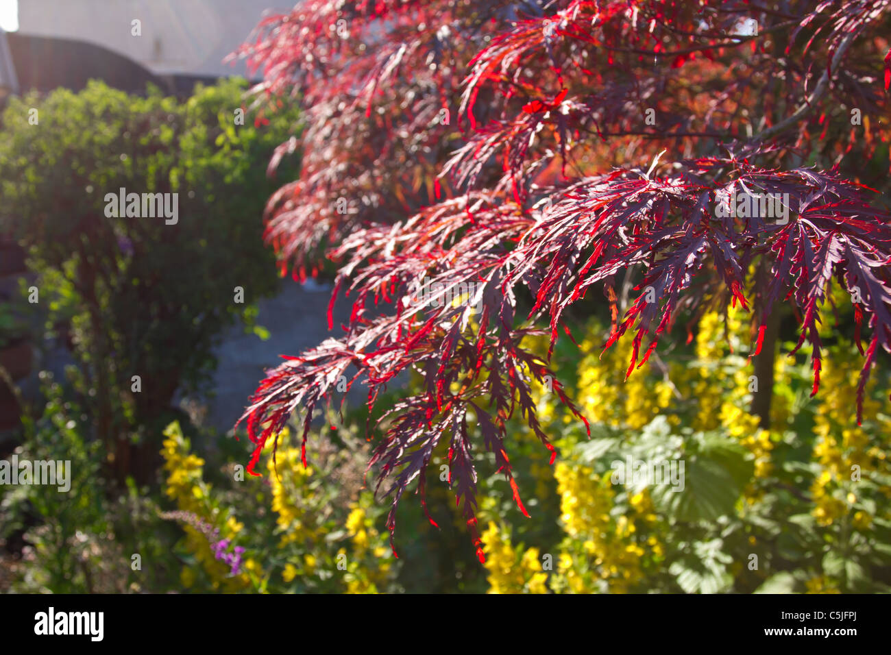 Overgrown English Garden packed with flowers, shrubs and trees Stock ...