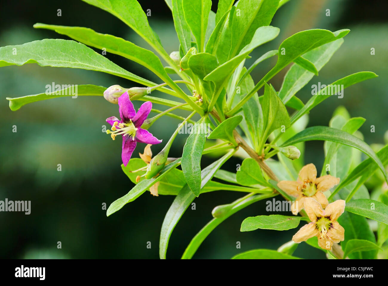 Goji berry plant flower hi-res stock photography and images - Alamy
