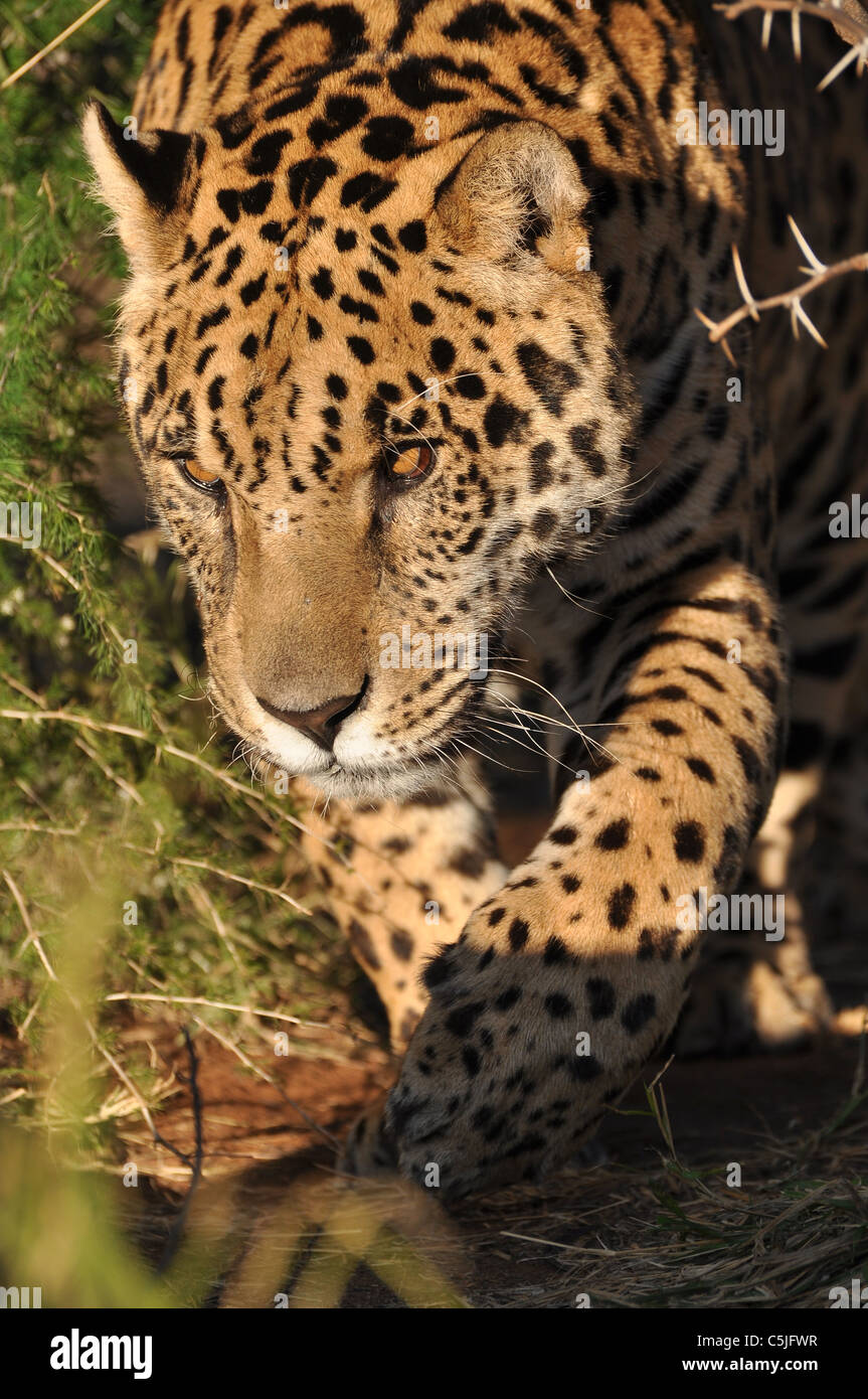 A stalking Jaguar Stock Photo - Alamy