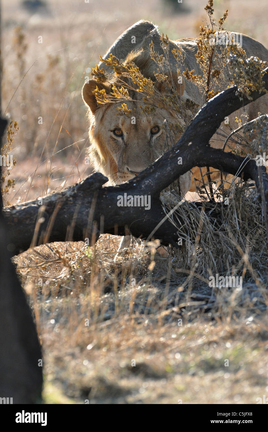 African apex predator hi-res stock photography and images - Alamy