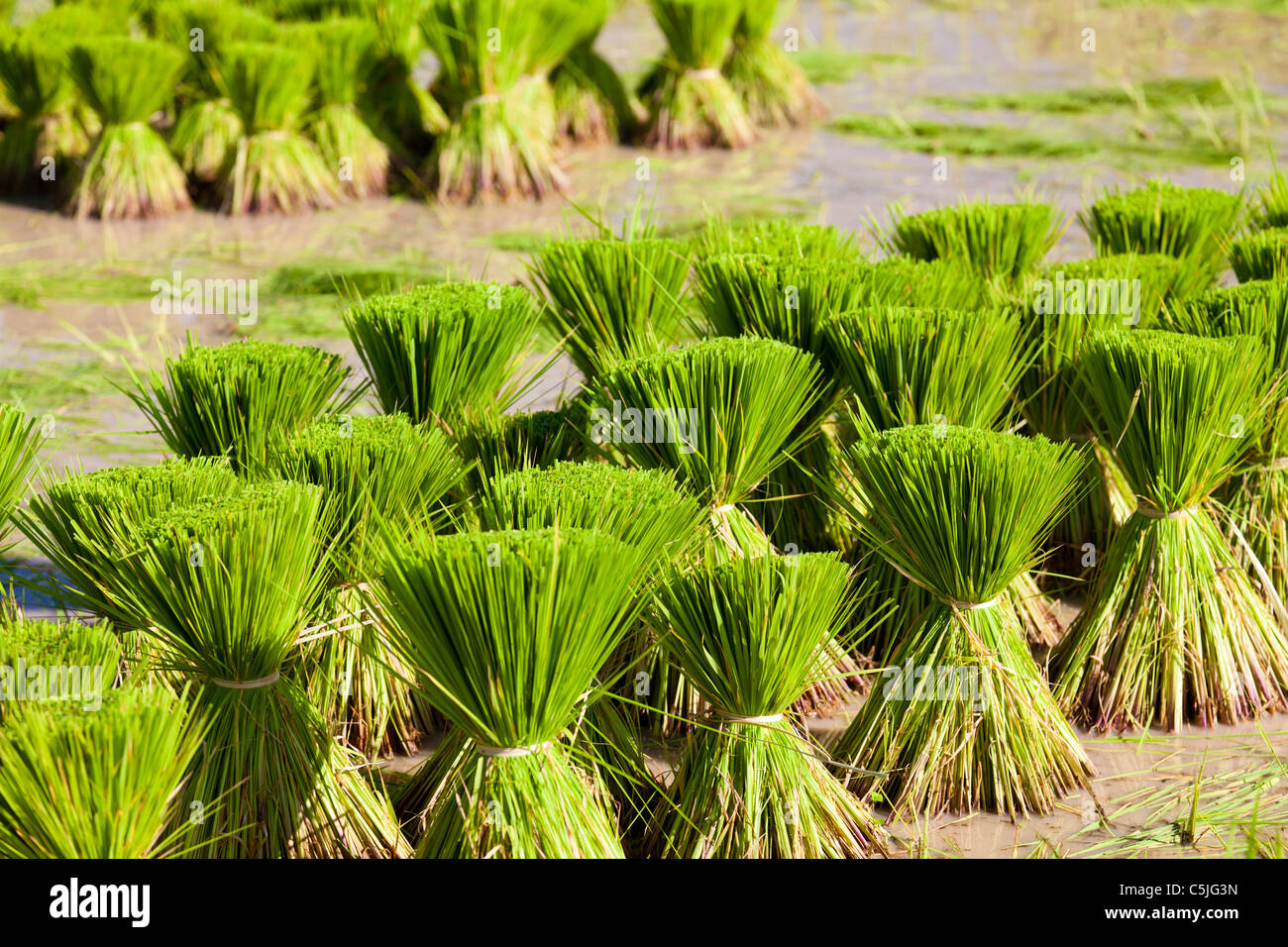 Bunches of lush green rice seedlings in a rice field - Takeo Province ...