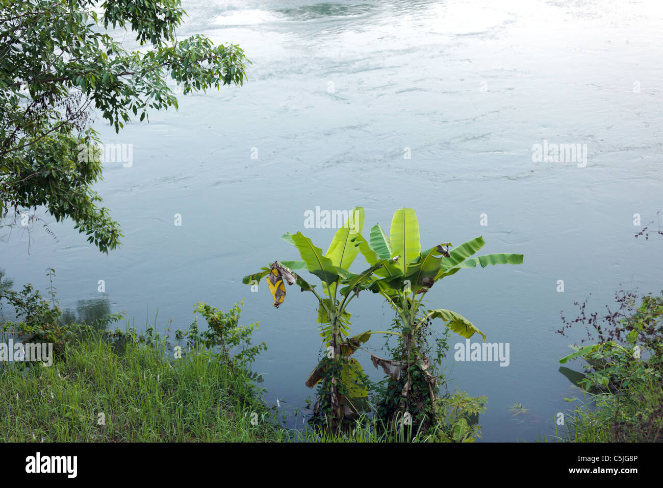 Wild Banana High Resolution Stock Photography and Images - Alamy