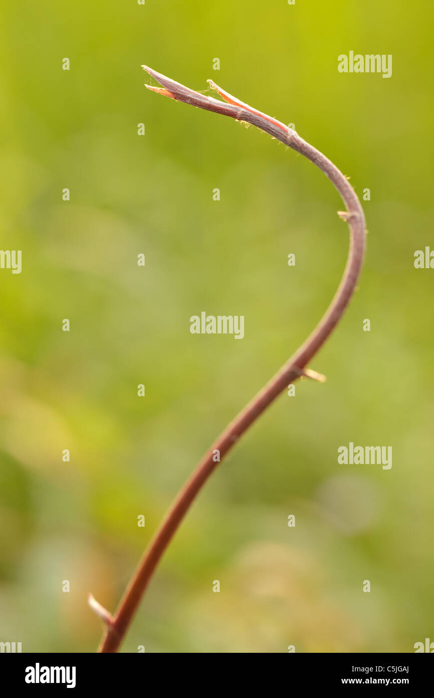 detail of tropical climbing vine growth Stock Photo - Alamy
