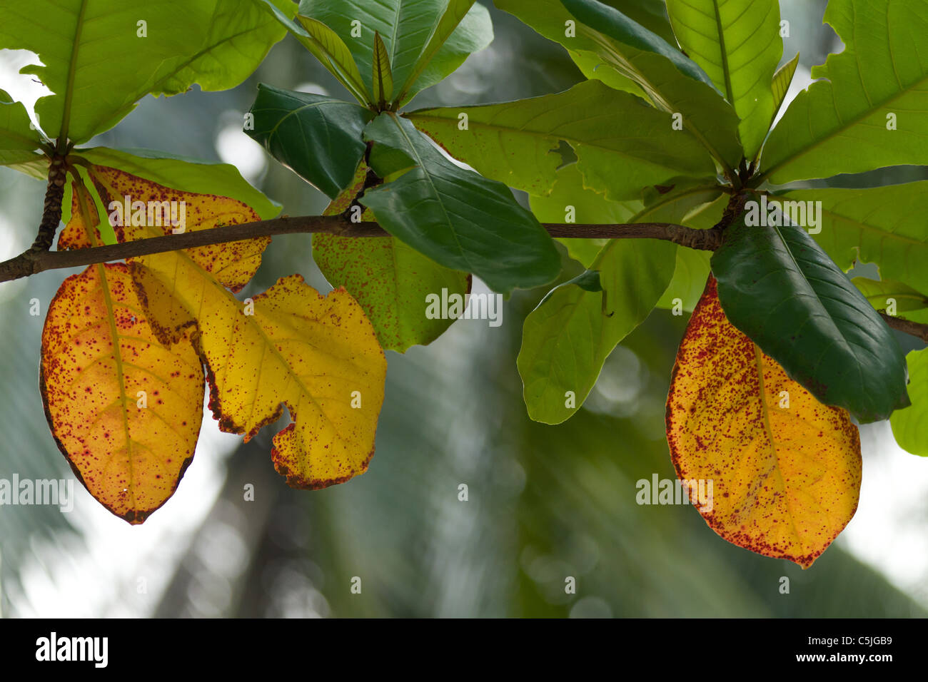 Indian Almond Tree Leaves