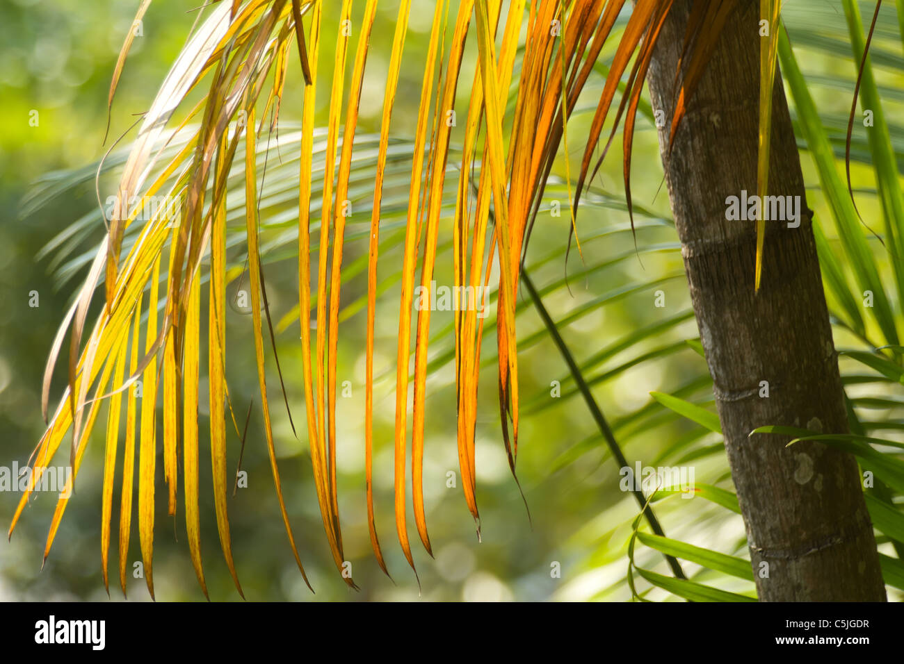 Yellow palm tree hi-res stock photography and images - Alamy