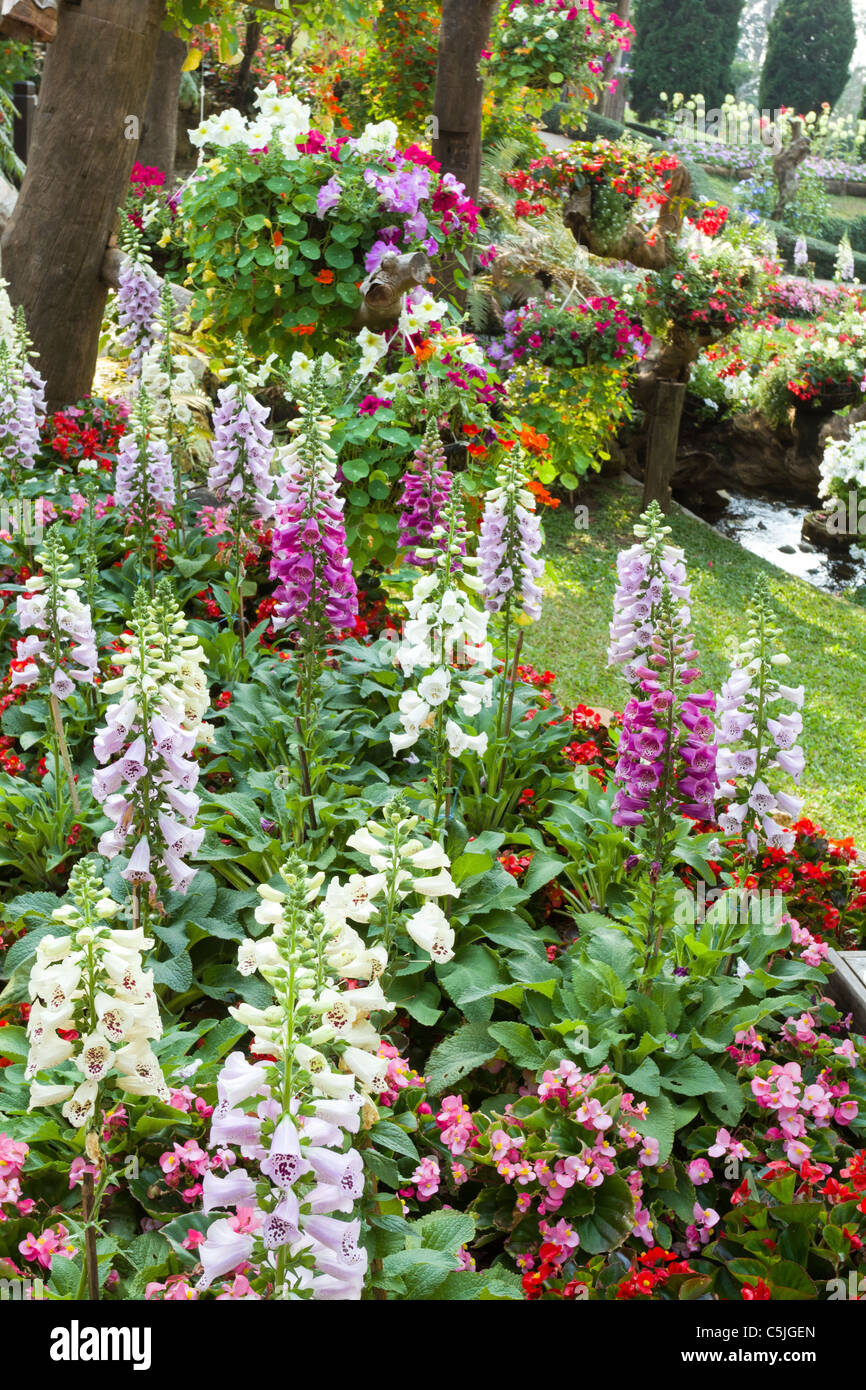 digitalis flowers in Mae Fah Luang ornamental Garden, Doi Tung, Chiang ...