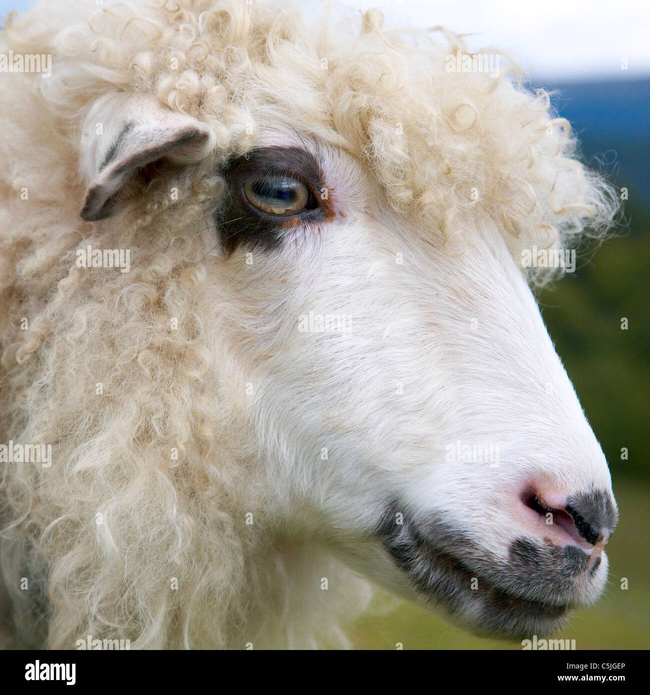 Sheep (closeup) on mountain plateau pasture (Carpathian mountain ...