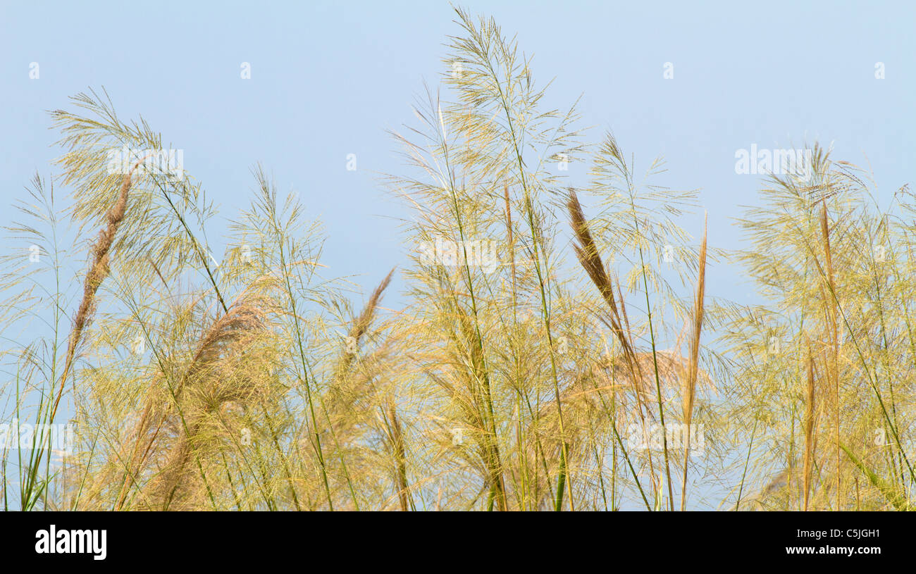 Tropical grasses hi-res stock photography and images - Alamy