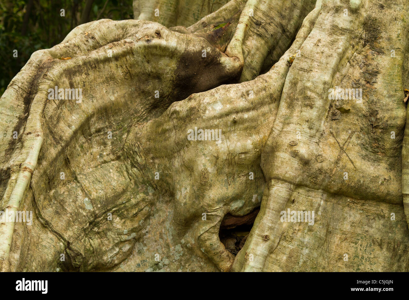 Fig detail hi-res stock photography and images - Alamy