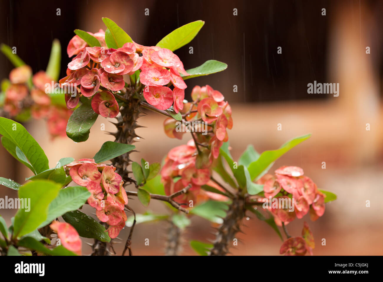 "crown of Christ", euphorbia milii plant and flowers , Laos Stock Photo ...