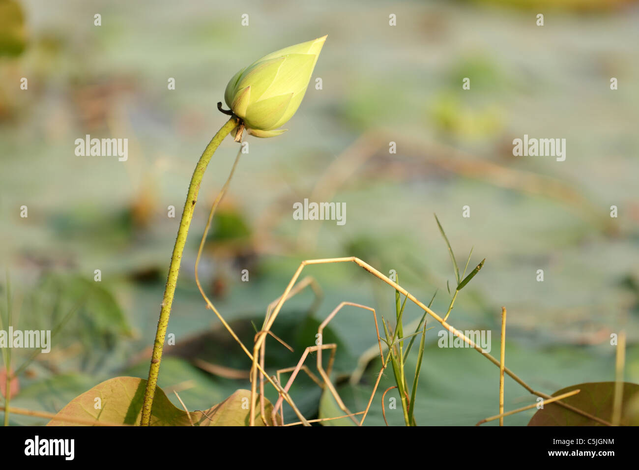 new lotus bud emerging from lake, thailand Stock Photo - Alamy