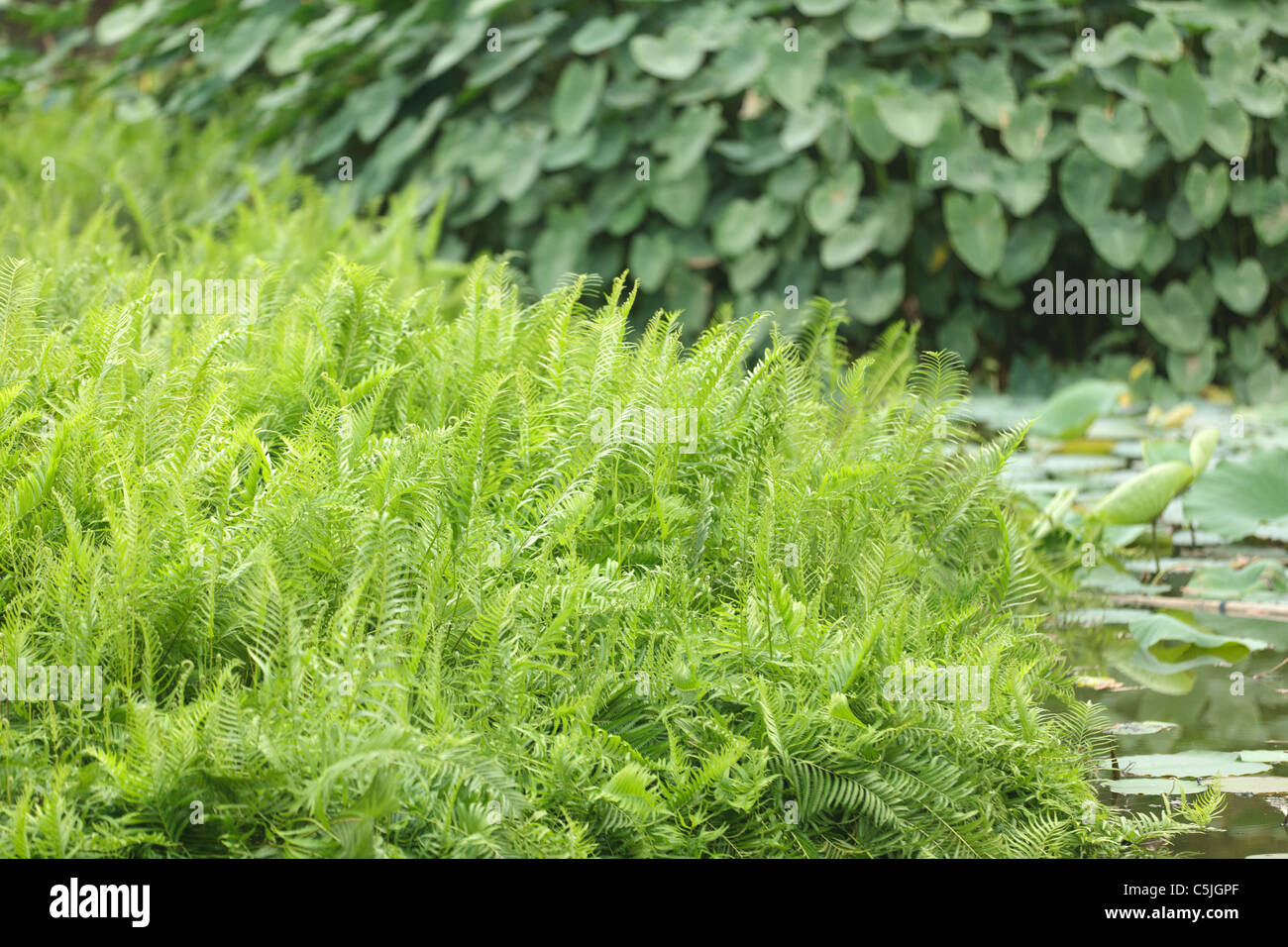 Giant swamp taro hi-res stock photography and images - Alamy
