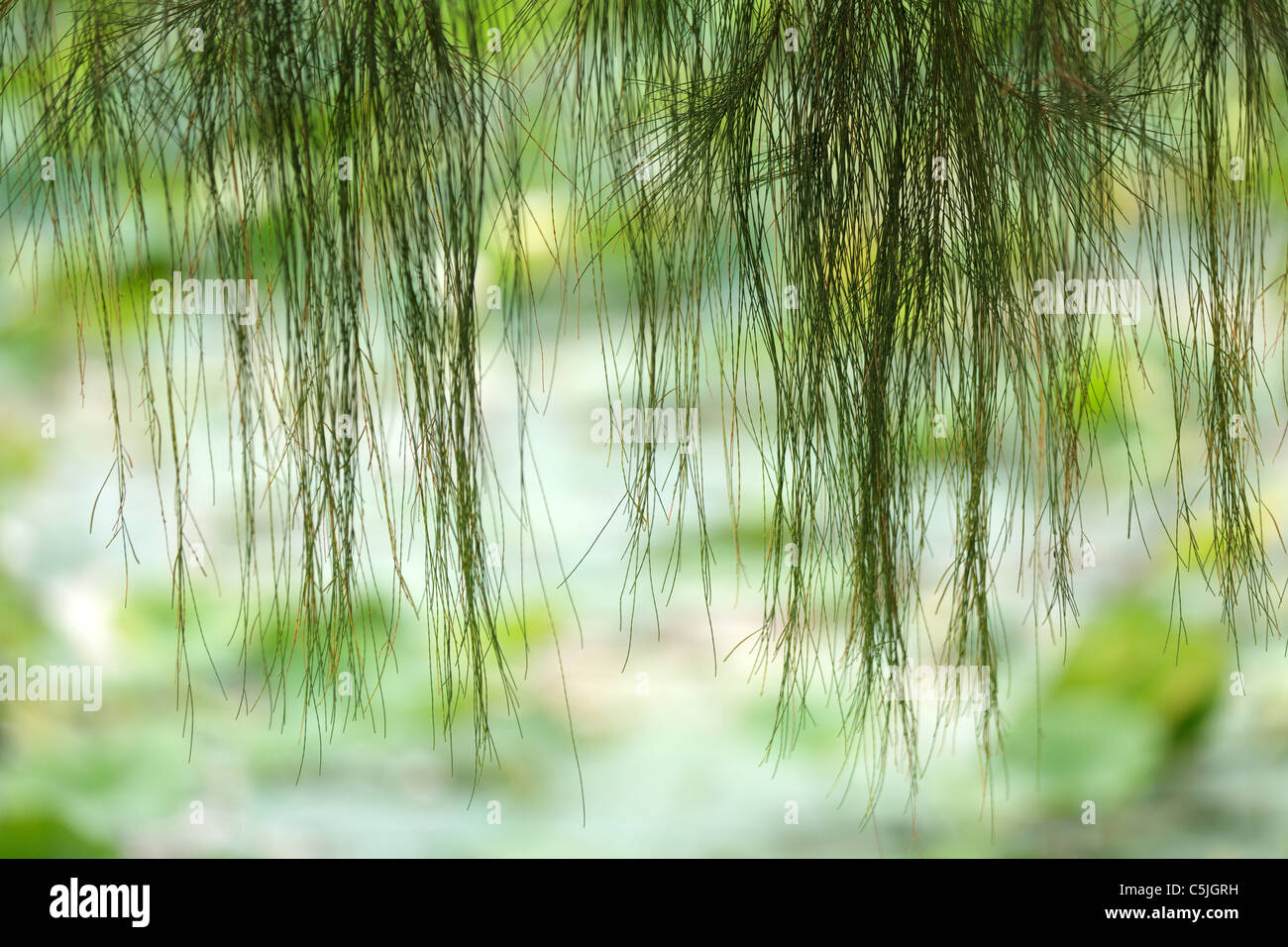 pine filao tropical tree Casuarina equisetifolia background Stock Photo ...