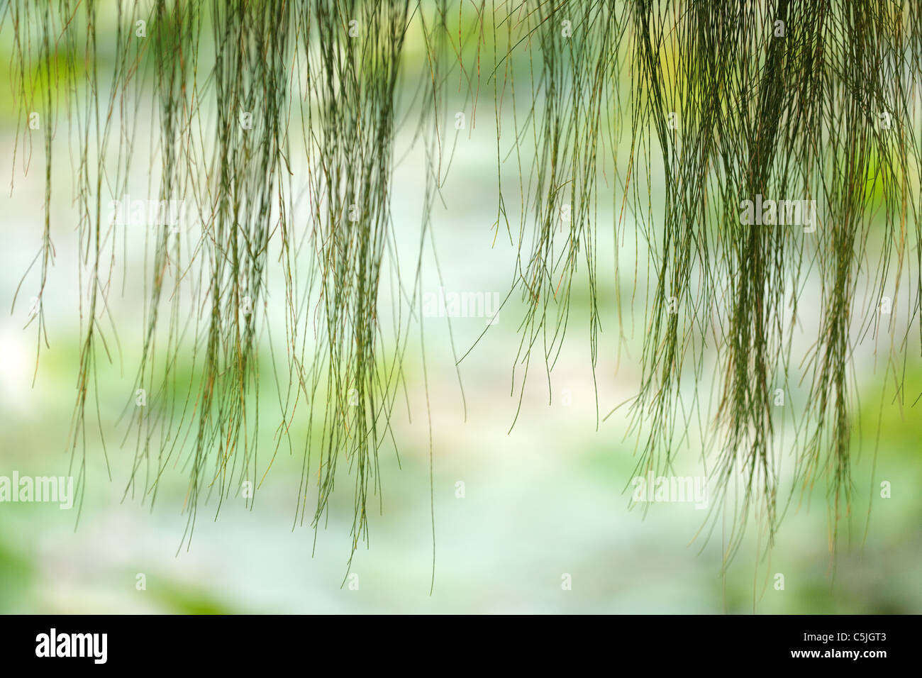 pine filao tropical tree Casuarina equisetifolia background Stock Photo ...