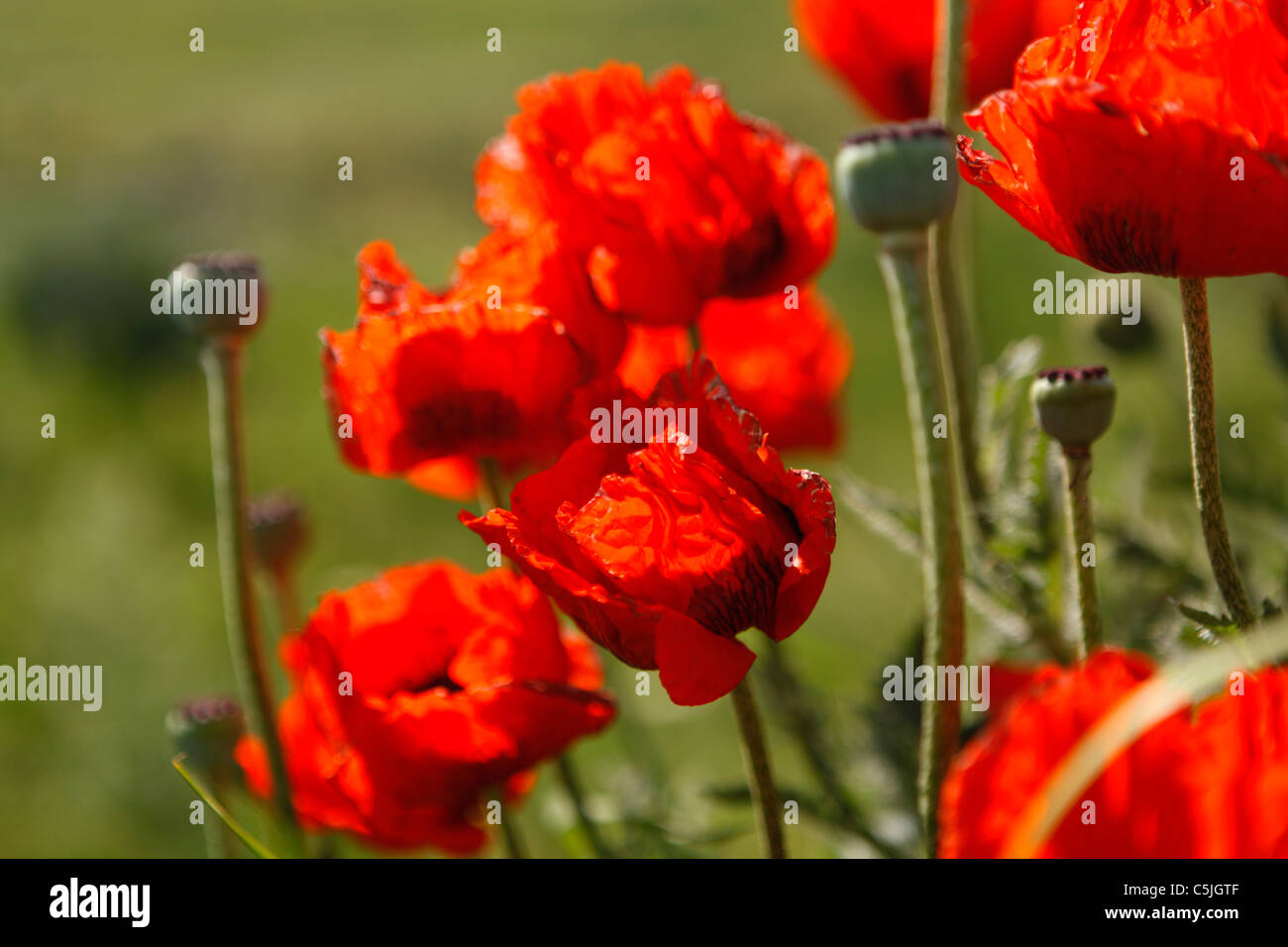 poppy close-up in the field Stock Photo - Alamy