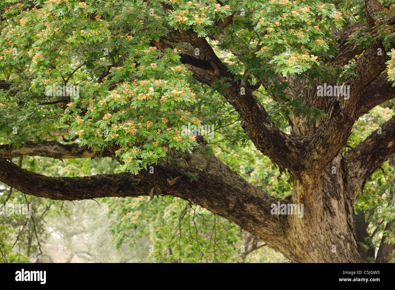 flowered big tropical tree in thailand Stock Photo - Alamy