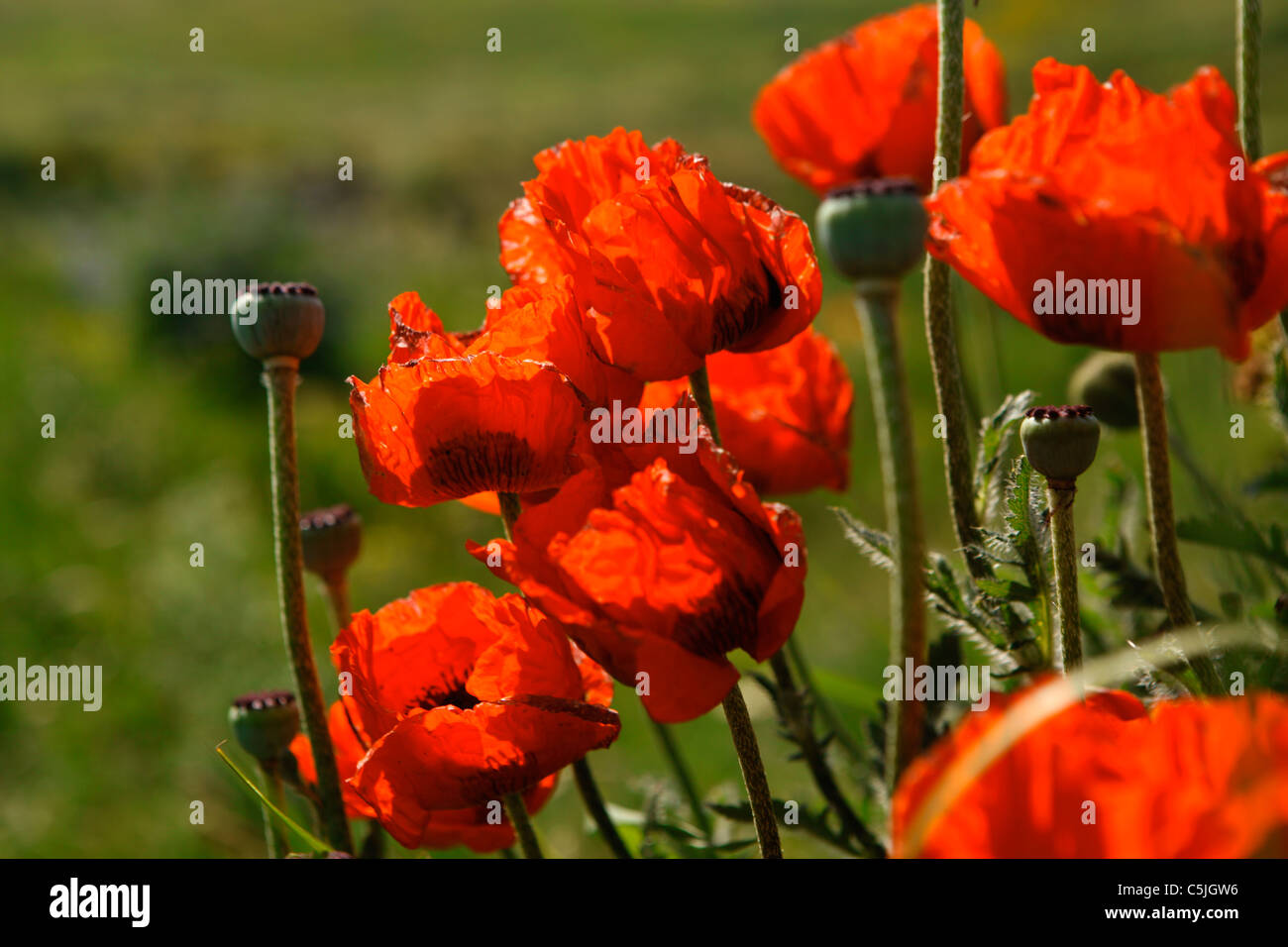 poppy close-up in the field Stock Photo - Alamy