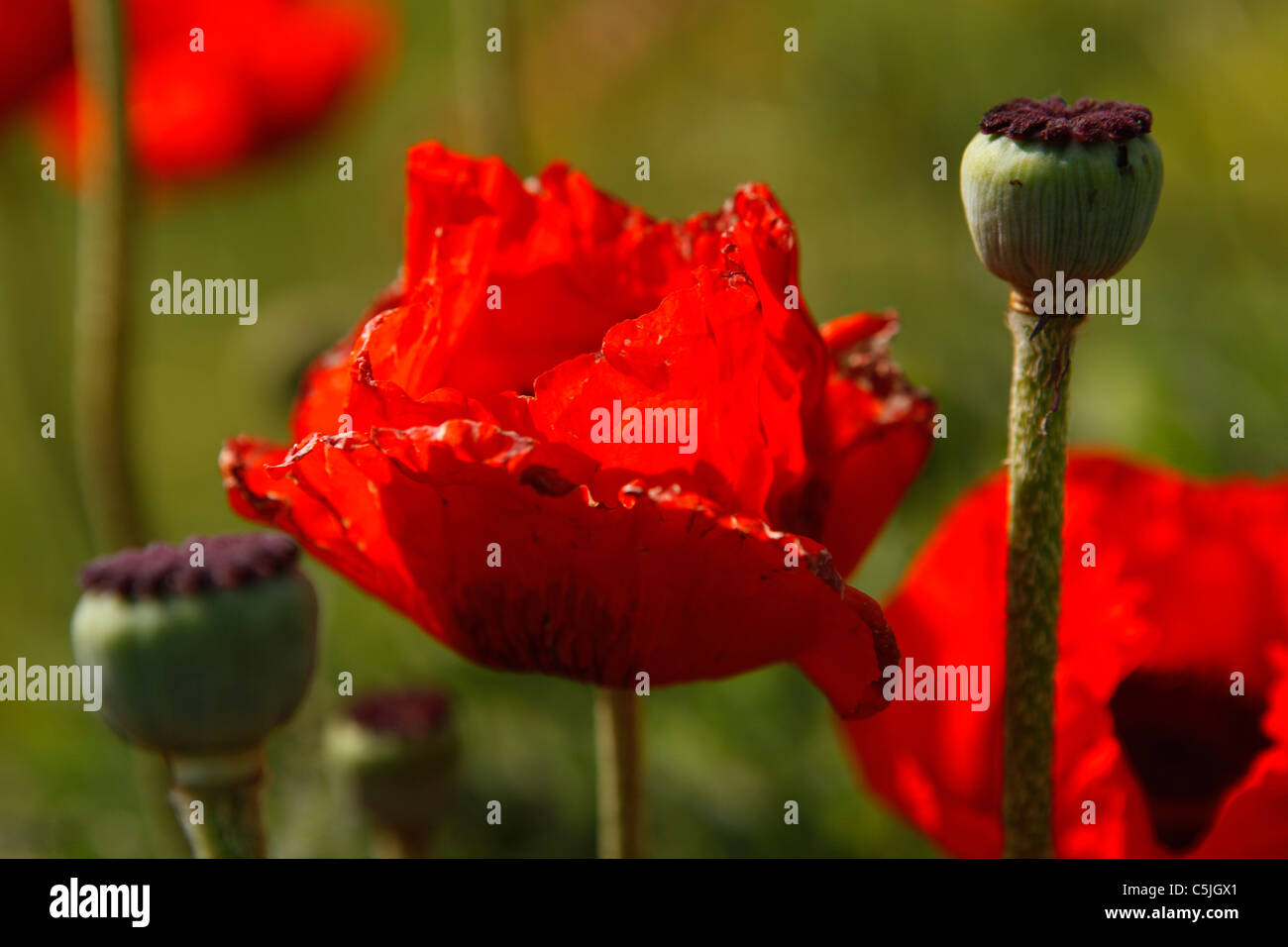 poppy close-up in the field Stock Photo - Alamy