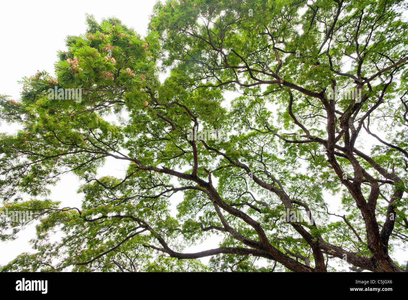 flowered big tropical tree in thailand over white background Stock ...